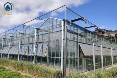 China Multi Span Large Glass Greenhouses Commercial Hydroponic Strawberry Greenhouse Square for sale