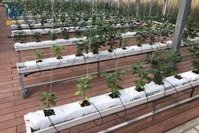 China Commercial Gutter Growing System Food Grade Plastic Tomato Growing Trough for sale