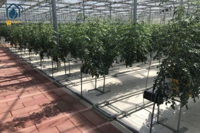 China Agricultural Hydroponic Gutter System Steel Hydroponic Growing Troughs Large Scale for sale