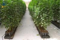 China Hydroponic Growing Troughs PP Roll Greenhouse Troughs Customized Within 0.7mm Thickness for sale