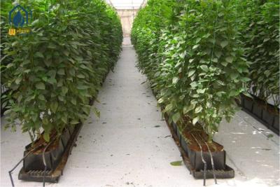 China Hydroponic Growing Troughs PP Roll Greenhouse Troughs Customized Within 0.7mm Thickness for sale