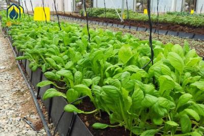 China Plastic Hydroponic Tomato Planting Trough PP Roll Black White For Soilless Cultivation for sale