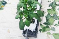 China Customized Greenhouse Growing Troughs Food Grade PP Hydroponic Trough Systems for sale
