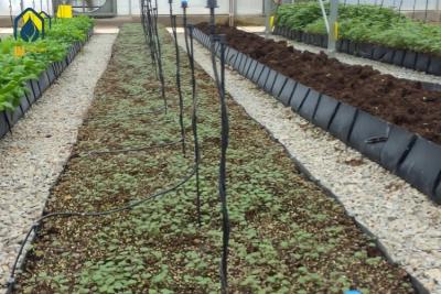 China PP Rolls Greenhouse Growing Troughs Lightweight Flowers Rose Strawberry Tomato Plant Troughs for sale