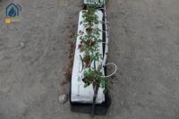 China Hydroponic Greenhouse Growing Troughs Black / White Tomato Plant Trough for sale