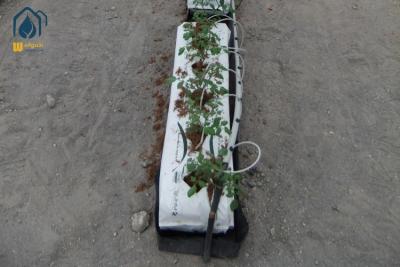 China Hydroponic Greenhouse Growing Troughs Black / White Tomato Plant Trough for sale