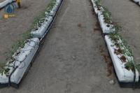 China Nutrients Hydroponic Growing Troughs Eco Friendly Tomato Growing Trough Rectangular for sale