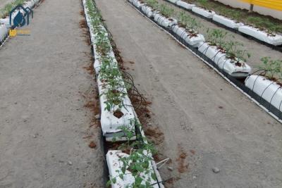 China PP Roll Hydroponic Troughs Black Greenhouse Trough UV Resistant With Planting Bag for sale