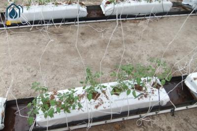 China Soilless Greenhouse Growing Troughs PP Folded Cultivation Gutter Black White for sale