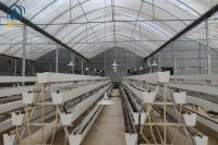 China NFT Strawberry Growing Troughs White Vertical Hydroponic Growing System for sale