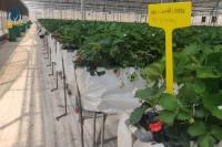 China PVC Hydroponic Strawberry Gutters Indoor Greenhouse Troughs Environmentally Friendly for sale