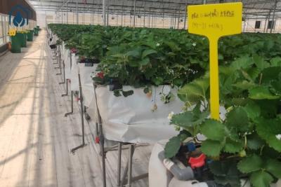 China PVC Hydroponic Strawberry Gutters Indoor Greenhouse Troughs Environmentally Friendly for sale