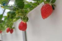 China Trapezoidal Strawberry Growing Troughs Vertical Planting Tomato Growing Trough UV Resistant for sale