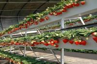 China Soilless Cultivation Planting Trough A Shape Cultivation Gutter White For Strawberry Freenhouse for sale