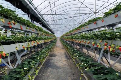 China Indoor / Outdoor Strawberry Growing Troughs Plastic Troughs For Growing Strawberries for sale