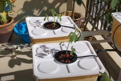 China 11L Tomato Dutch Bucket PP Dutch Bucket Hydroponic System For Vegetable Growing for sale