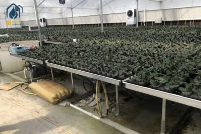 China Mobile Plastic Seedling Tray Agricultural Seed Nursery Tray UV Resistant For Seedling for sale