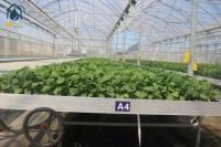 China Wire Mesh Rolling Bench Grow Tables Anti Wind / Anti UV Rolling Tables For Greenhouse for sale