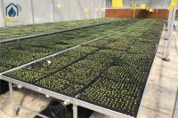 China Greenhouse Plant Growing Tables Customized Nursery Rolling Benches Moveable for sale