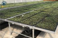 China Agricultural Greenhouse Rolling Benches Indoor / Outdoor Greenhouse Rolling Tables for sale