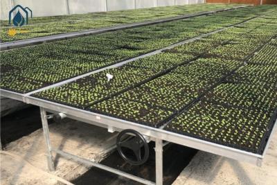 China Agricultural Greenhouse Rolling Benches Indoor / Outdoor Greenhouse Rolling Tables for sale