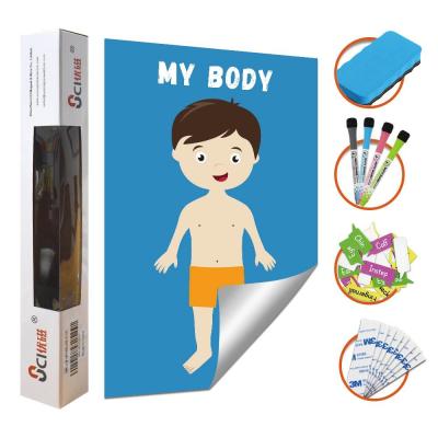 China Removable Body Learning Custom Dry Erase Poster Board 48x36