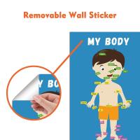 China Removable Body Learning Custom Dry Erase Poster Board 48x36