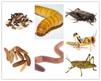 China Industrial Insects Drying Machine Tunnel Microwave Bsfl Black Soldier Fly Larva Drying Machine for sale