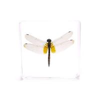 China Cubic acrylic resin paper weight with insect and flowers inside acrylic paperweight for sale