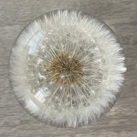 China Dandelion Flower Ball Paperweight, Real Dandelion in Resin for sale