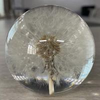 China Dandelion Flower Ball Paperweight, Real Dandelion in Resin for sale