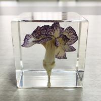 China Wholesale cheap paper weight custom with real dry flowers resin paperweight acrylic clear crystal paper weight for sale