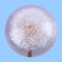 China Real dandelion in Clear resin ball flower resin ball ornament for sale
