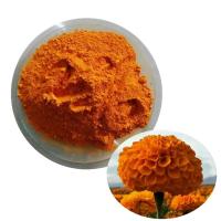 China Food Grade Natural Lutein Powder from Marigold Flower Extract for Supplement Ingredients | Bulk Bag and Drum Options Available for sale