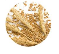 China 25kg Organic Vital Wheat Gluten Flour Protein Powder For Pizza Pasta Bakery Bread for sale