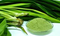 China Natural Pure Pandan Powder Premium Food Additive Vibrant Green Colour Intense Aroma 25kg for sale