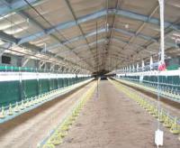 China Prefab Metal Structure Building Dairy Cow Shed Goat Farming House Light Steel Frame Horse Barn Steel Structure Poultry House for sale