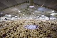 China Closed Type Steel Structure Poultry House Eco Controlled Commercial Chicken Poultry House for sale