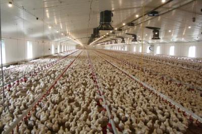 China Heavy Duty Industrial Chicken Houses Hdg Bolts Connection Poultry House Construction for sale