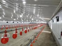 China ODM Steel Structure Poultry House Chicken Coop Steel Frame Farm Building Customized Length for sale