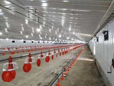 China ODM Steel Structure Poultry House Chicken Coop Steel Frame Farm Building Customized Length for sale