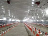 China Galvanized Prefabricated Commercial Chicken Houses Fireproof Steel Warehouse Design for sale