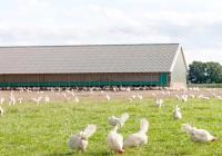 China Sheep Pen Poultry Metal Shed Buildings Agricultural Prefab Metal ShedFire Resistant for sale