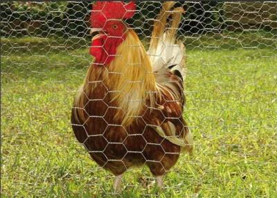 China 3/4 Inch Chicken Coop Hexagonal Wire Mesh Galvanized Roll for sale