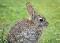 China 1X1 In 2mm Chicken Wire Mesh Roll 30m Rabbit Wire Mesh Fencing Hexagonal Wire Netting for sale