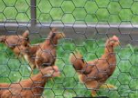 China 1/2 Inch Chicken Mesh Roll Hot Dipped Galvanized 4 Ft X100 Ft Plastic Coated for sale