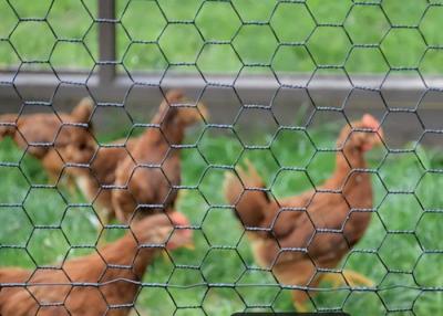 China 1/2 Inch Chicken Mesh Roll Hot Dipped Galvanized 4 Ft X100 Ft Plastic Coated for sale