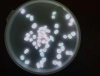 China High Brightness Pink Glow Stone White Luminous Color 1-5mm 8-12 Hours Glow Duration for sale