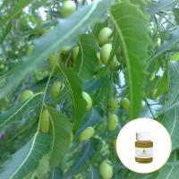 China Skin Revitalizer Organic Cold Pressed Neem Oil 100% Pure for sale
