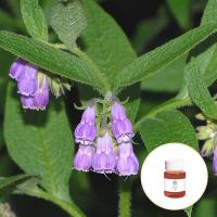 China Lithospermum Borage Essential Oil Cold Press Skin Ulcers Treatment for sale